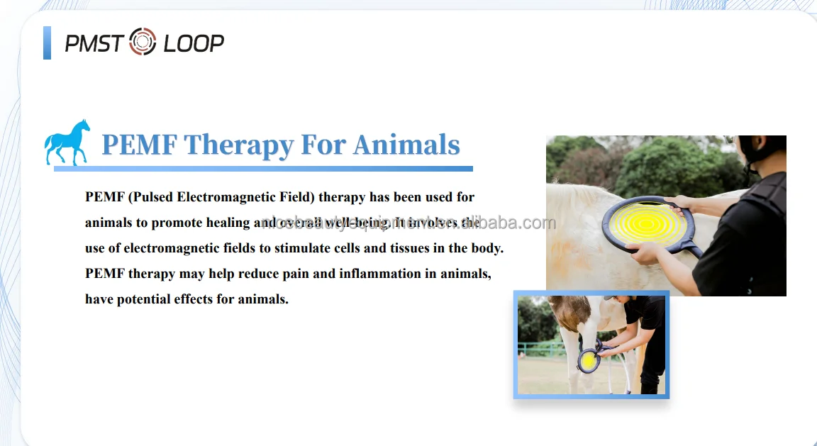 PEMF Human and Horses Pulsed Electromagnetic Field PMST LOOP PRO MAX ...