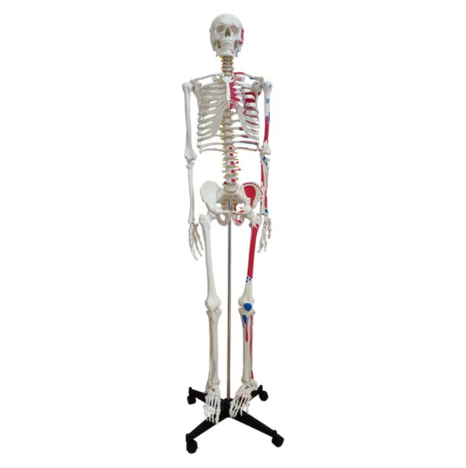 180cm PVC Medical Anatomy Skeleton Model Medical Human Skeleton Model ...