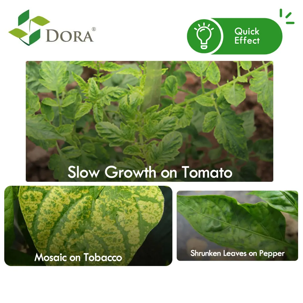 Dora Biological Foliar Fertilizer Vincx Anti Virus Diseases On Tomato ...