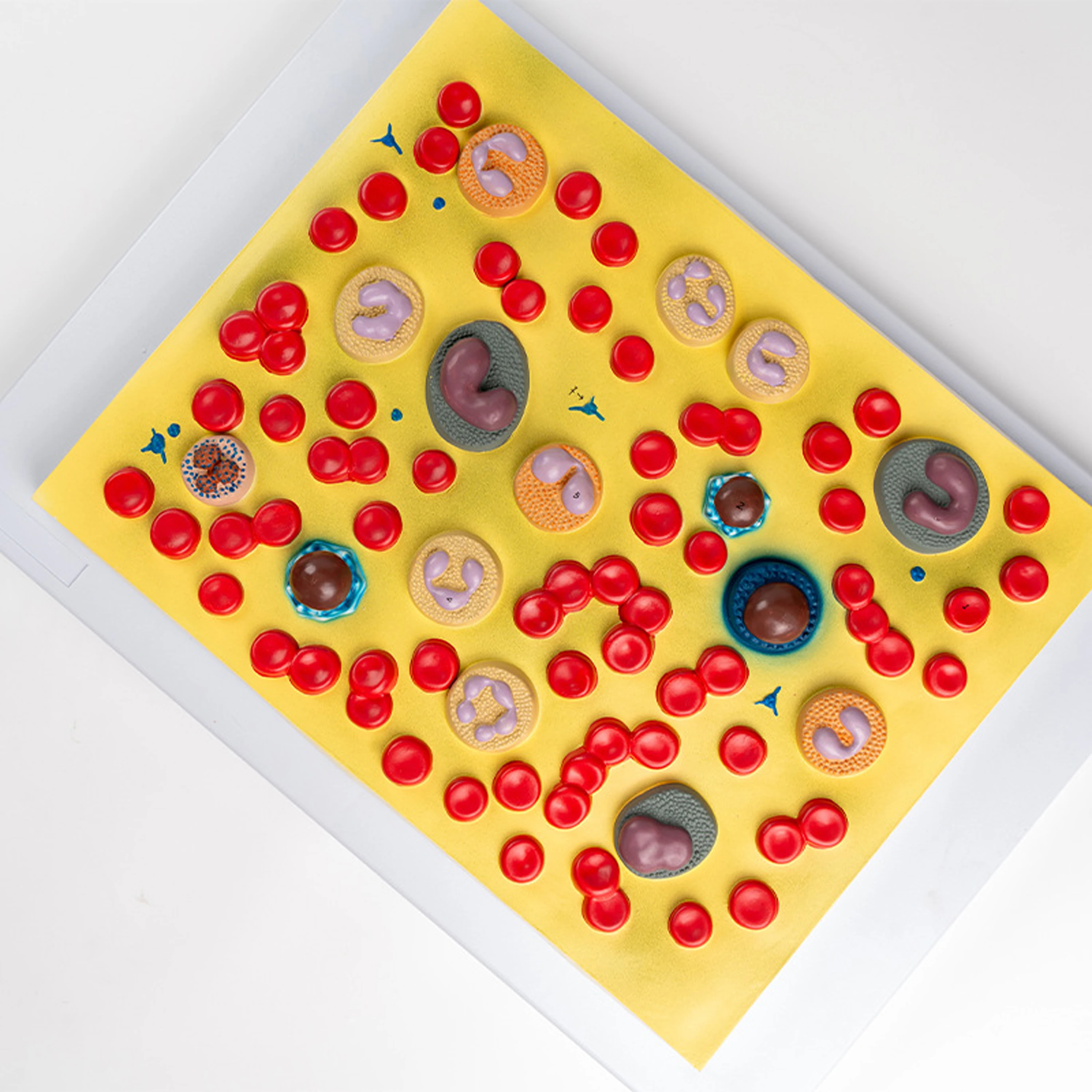 Blood Cell Teaching Model Circulatory System Teaching Model Human Blood ...