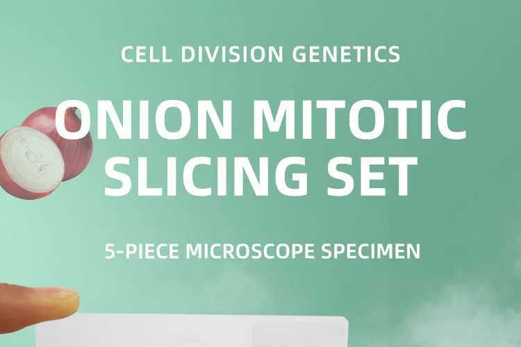 Prepared Microscope Slides for Onion Cell Study in Plant Mitosis ...