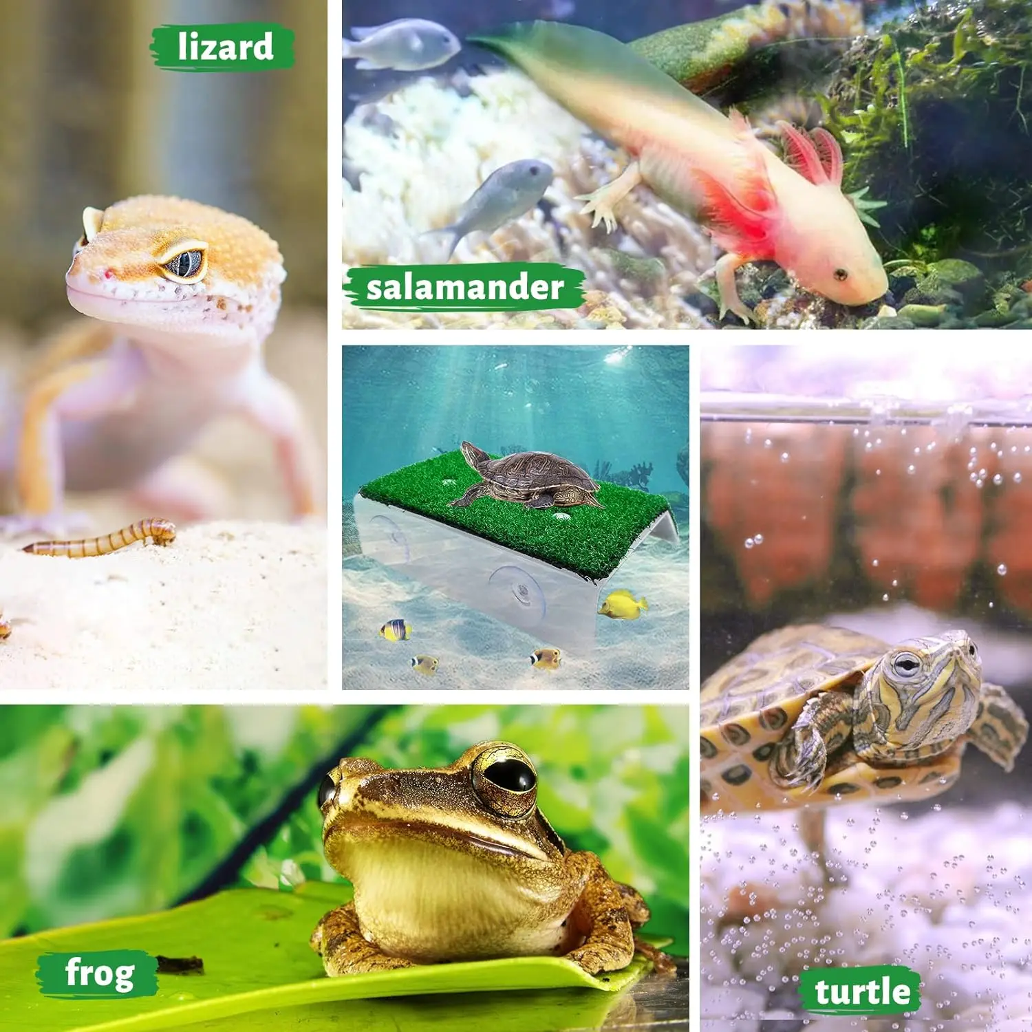 Turtle Resting Basking Platform Simulation Grass Turtle Ramp,Lawn ...