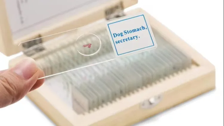 25 Kinds Insect Specimen Types Zoology Prepared Microscope Slides Set ...