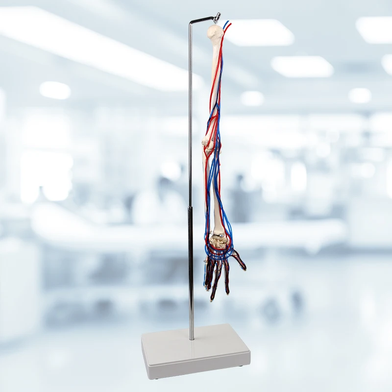 Medical Science Model Big Pvc Adult Arm Bone Model With Blood Vessel ...
