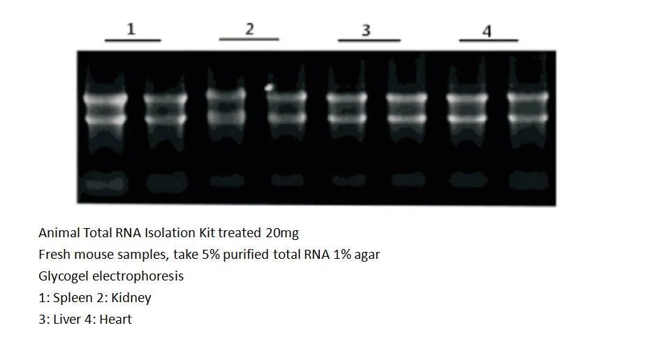 RNA and DNA Extraction Kits for Animal Tissues - Foregene