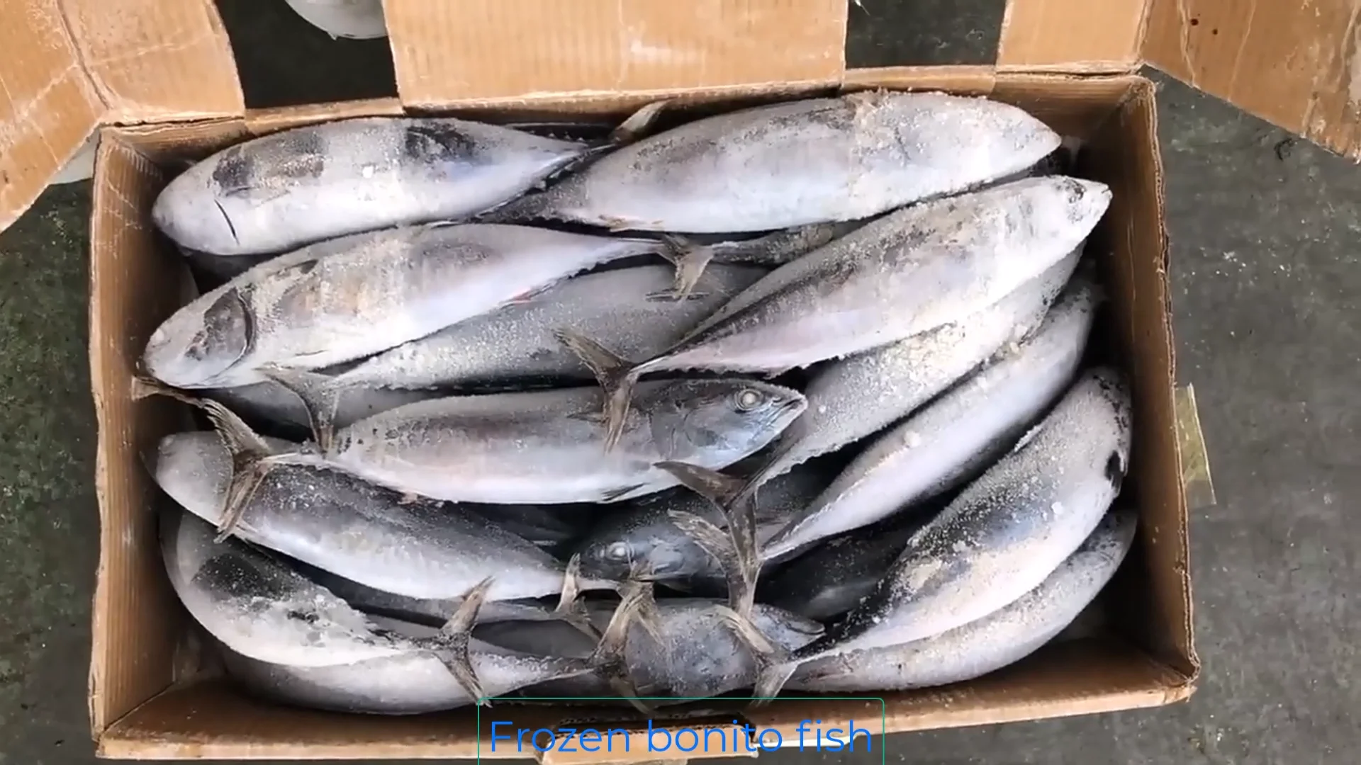Frozen Bonito Fish Whole Round / Bonito Tuna For Sale - Buy Frozen ...