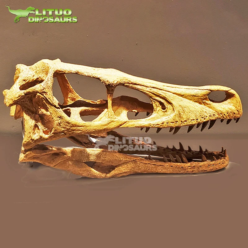 Velociraptor Skull Model - Durable & Lifelike Dinosaur Exhibit