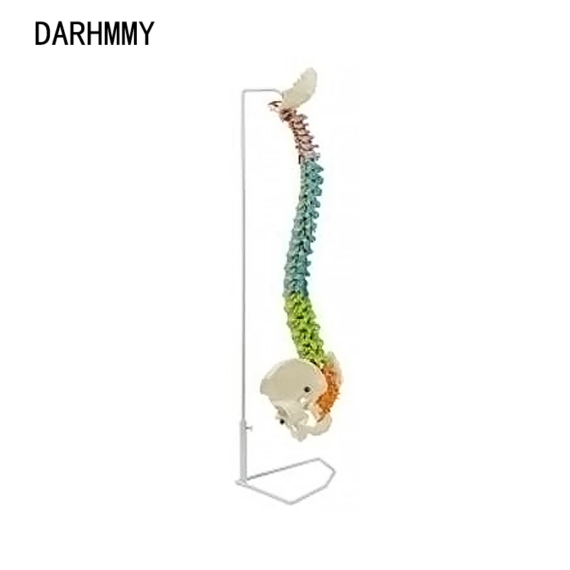 DARHMMY 85cm Medical Science Bone Model Colorful Bendable Spine With ...