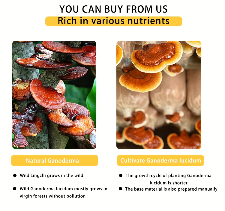 Top Quality Black Ganoderma Lucidum Extract Reishi Mushroom Extract ...
