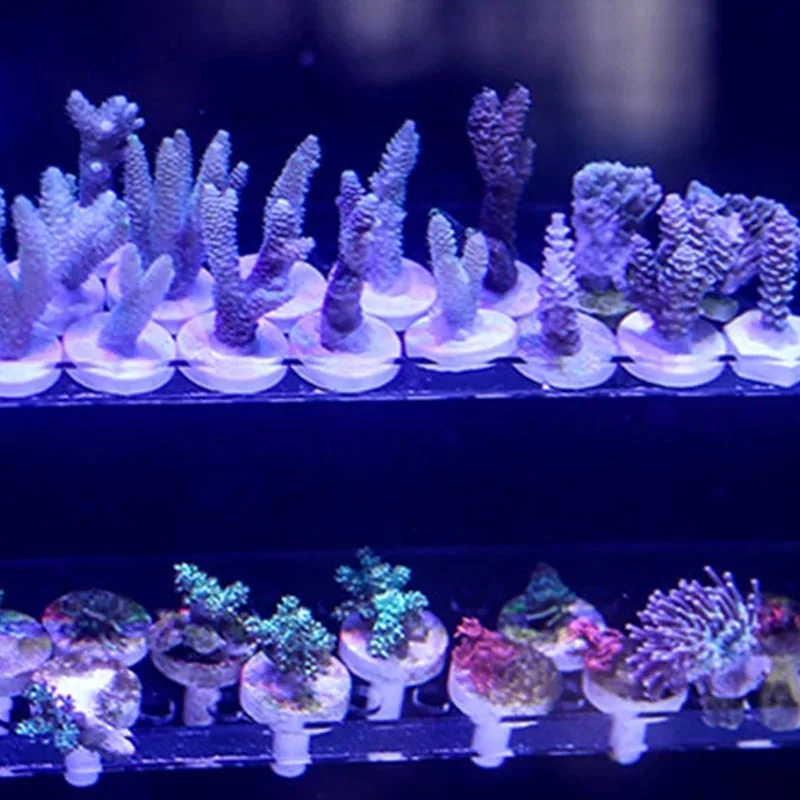 Custom Ceramic Coral Frag Disk Bisque Fish Tank Decor Ornament Crafts ...