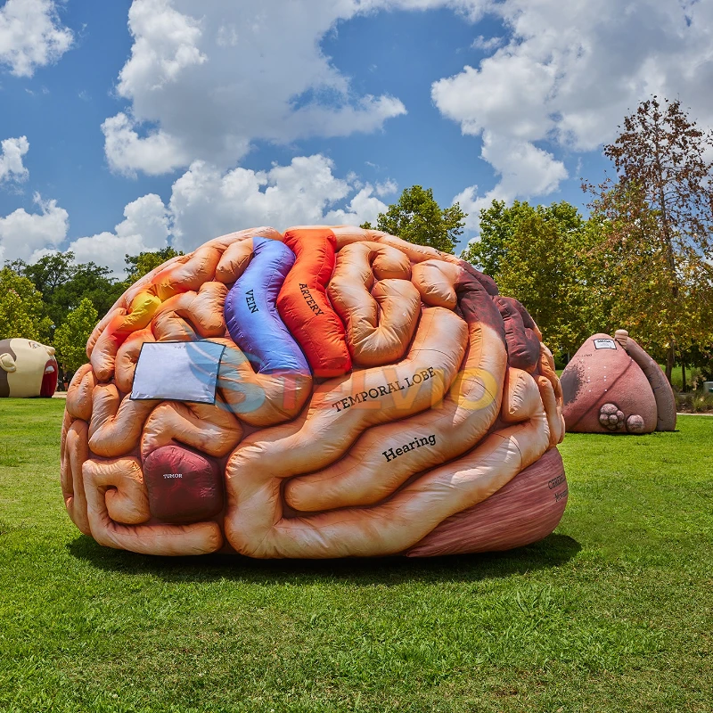 Inflatable Giant Brain Heart 3D Model - Medical Inflatables