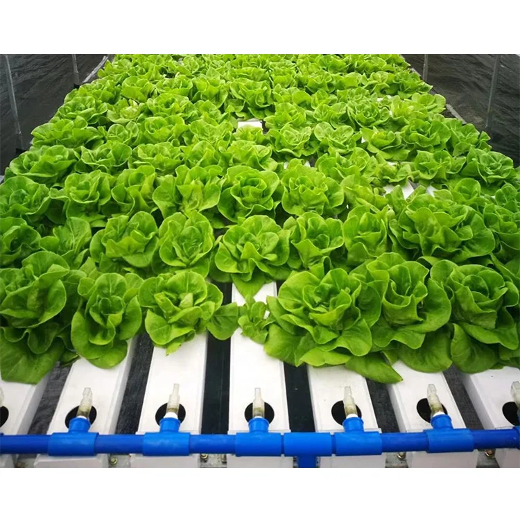 Wholesale NFT Hydroponic Systems - Efficient Indoor Growth