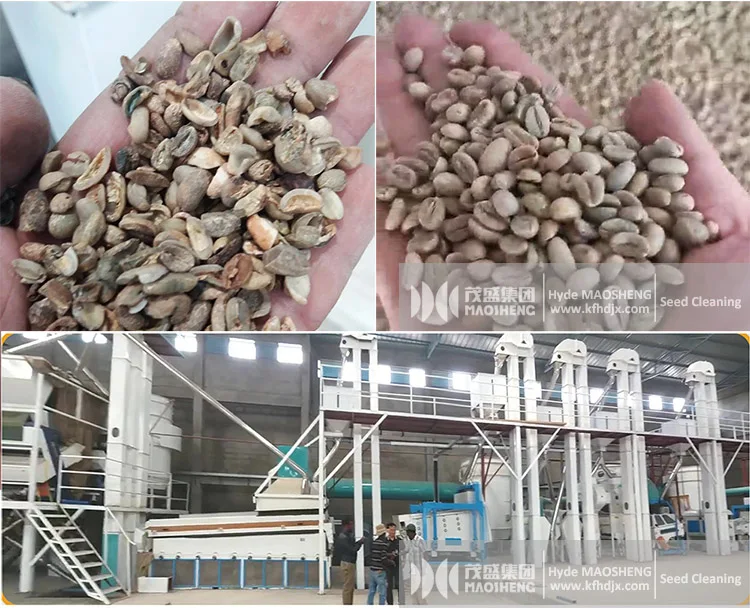 3TPH Green Coffee Bean Seed Processing Plant - High Efficiency