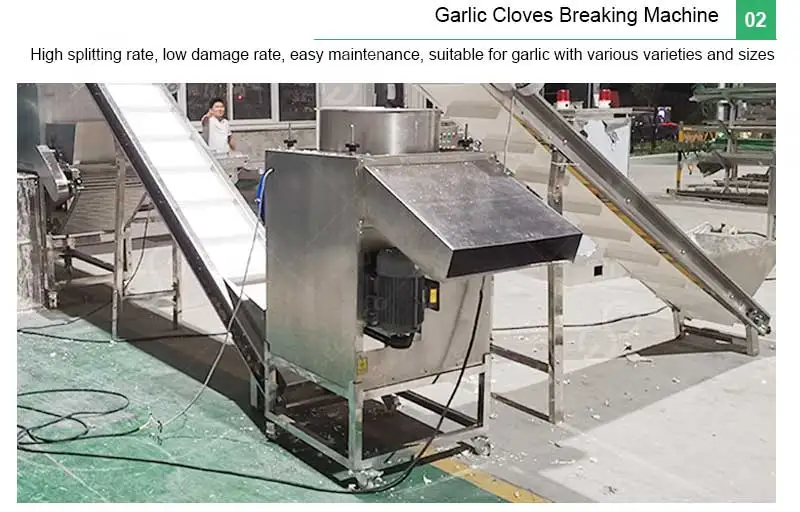 Efficient Garlic Peeling Production Line - 304 Stainless Steel