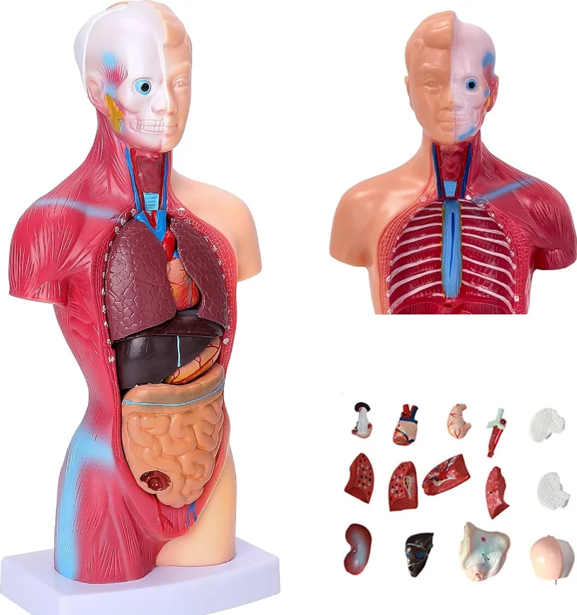 Alibaba.com: 28 cm Human Body Torso Model with 15 Removable Organs for ...