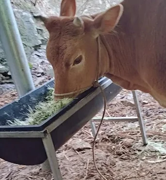 Goat White Plastic Troughs Sheep Feeding Trough And Drinking Trough ...
