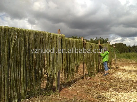 Philippines Abaca Fiber Decorticator - Efficient & Durable