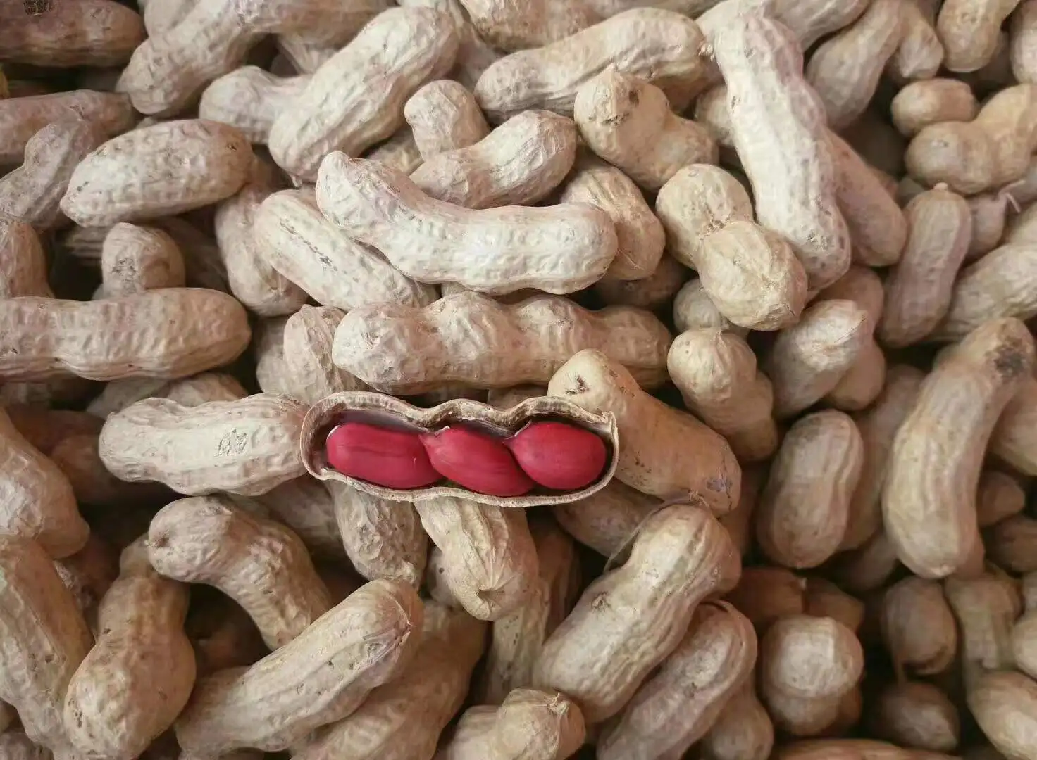 Wholesale Chinese Food Grade Dried Peanuts in Shell Quality Guaranteed ...