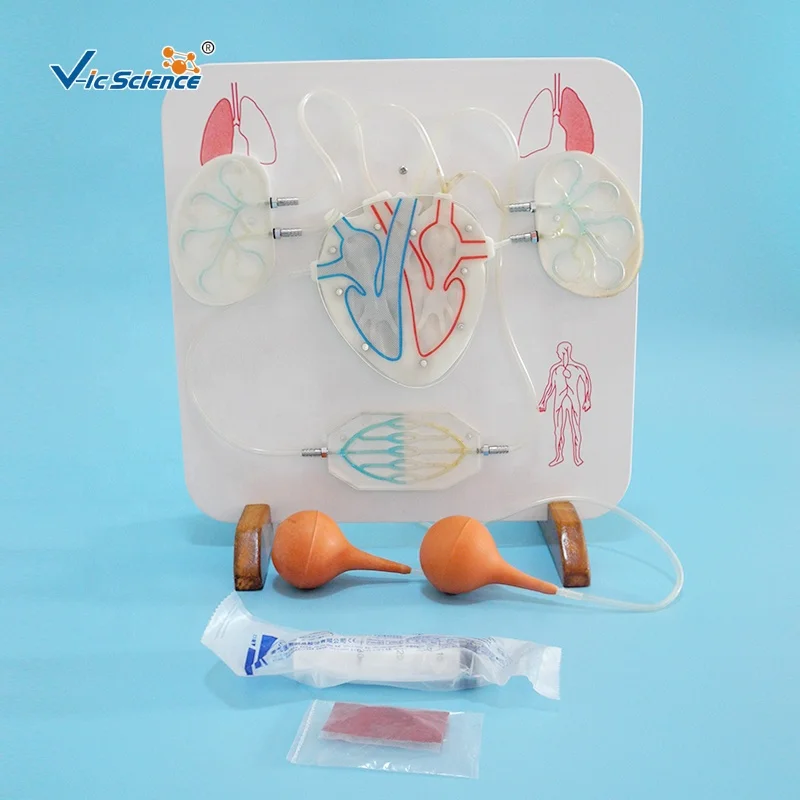Medical Science Nursing Manikin Human Anatomy Blood Circulation ...