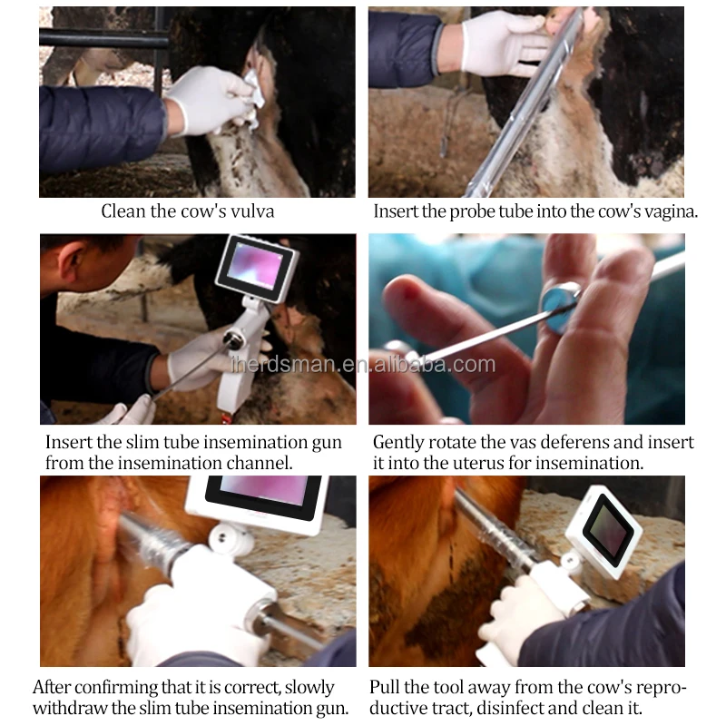 Cows Artificial Insemination Device - Visual Endoscope Sperm Gun for ...