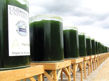 High Visual Light-Transmitting Algae Tanks for Aquatics