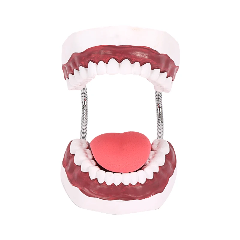 Clear Mixed Dentition Dental Model Plastic Dental Model Standard ...