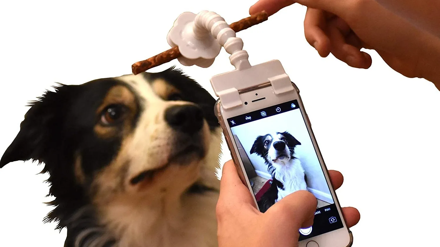 Sinsky Pet Selfie Stick Dog Portable Selfie Stick Take Photos Training ...