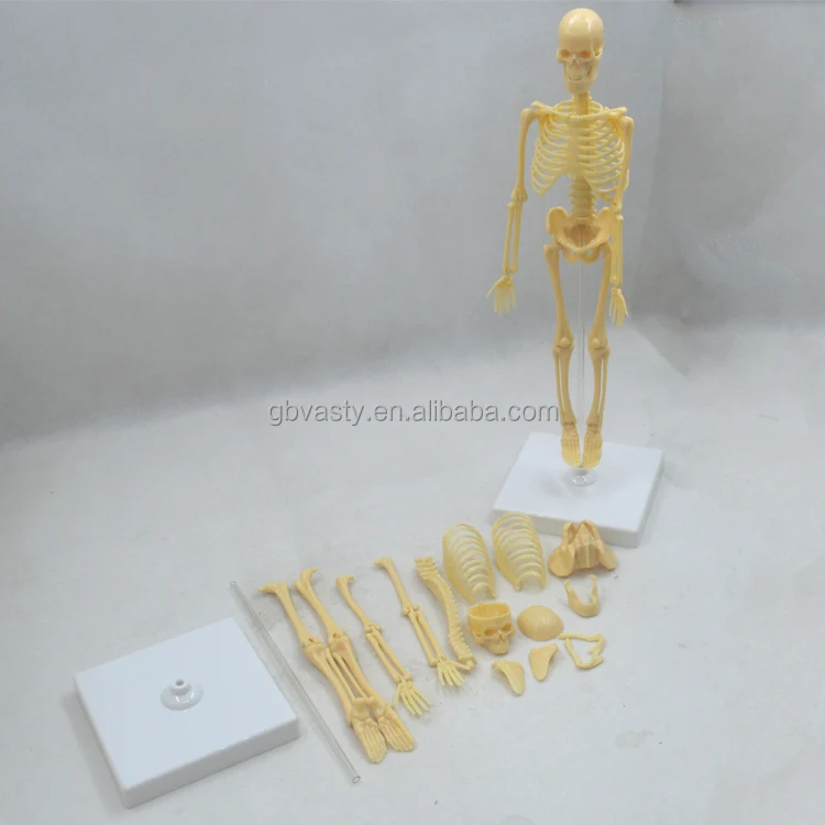 35cm Cheap Plastic Skeleton Human Anatomy Skeleton Model Science Toy ...