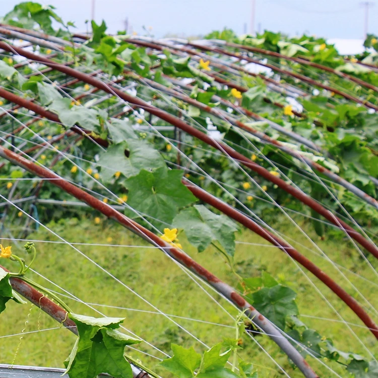 Cucumber Climbing Net 10x10CM Square Mesh for Greenhouses| Alibaba.com