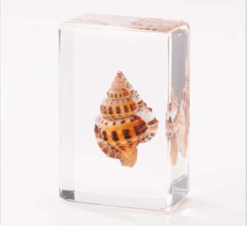 Alibaba.com: Sea Shells Kids Resin Home Decor Crafts, Taxidermy Insects ...