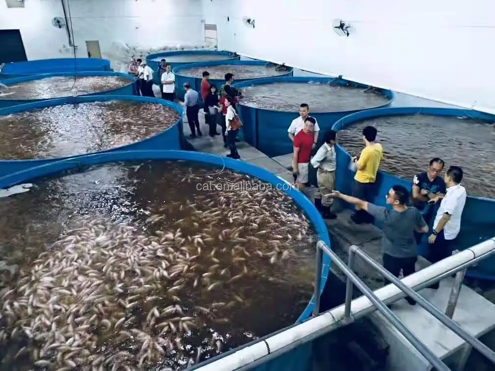 CATAQUA Ras Tilapia Fish Farming Equipment - Biofloc Tank Design