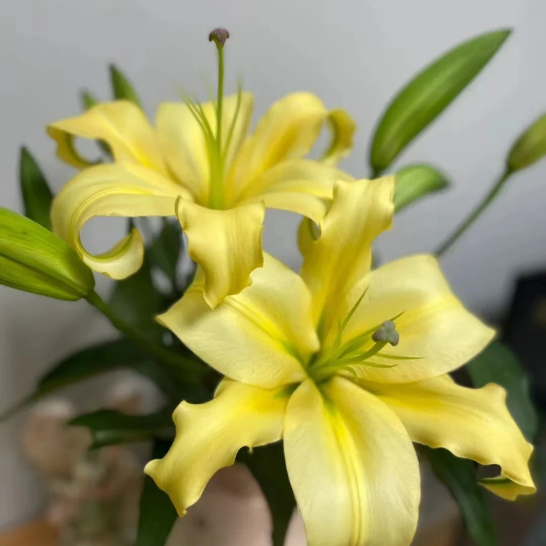 Wholesale Natural Flowers Fresh Cut Lily Flower Yellow King One Head ...