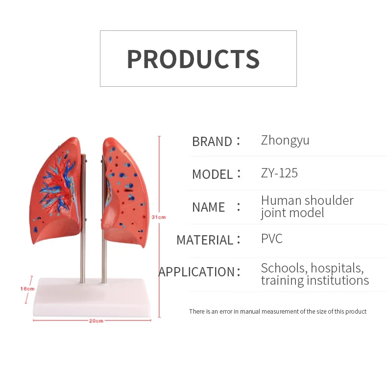Detachable Human Anatomy Lung Anatomical Model - Buy Lung Anatomical ...