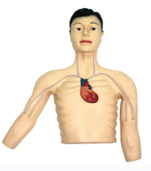 PICC Intervention Training Model,Intravenous Intubation Training ...