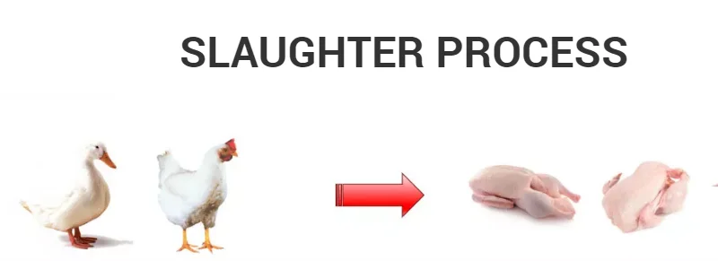 Automatic Poultry Slaughtering Processing Line Killing Chicken ...
