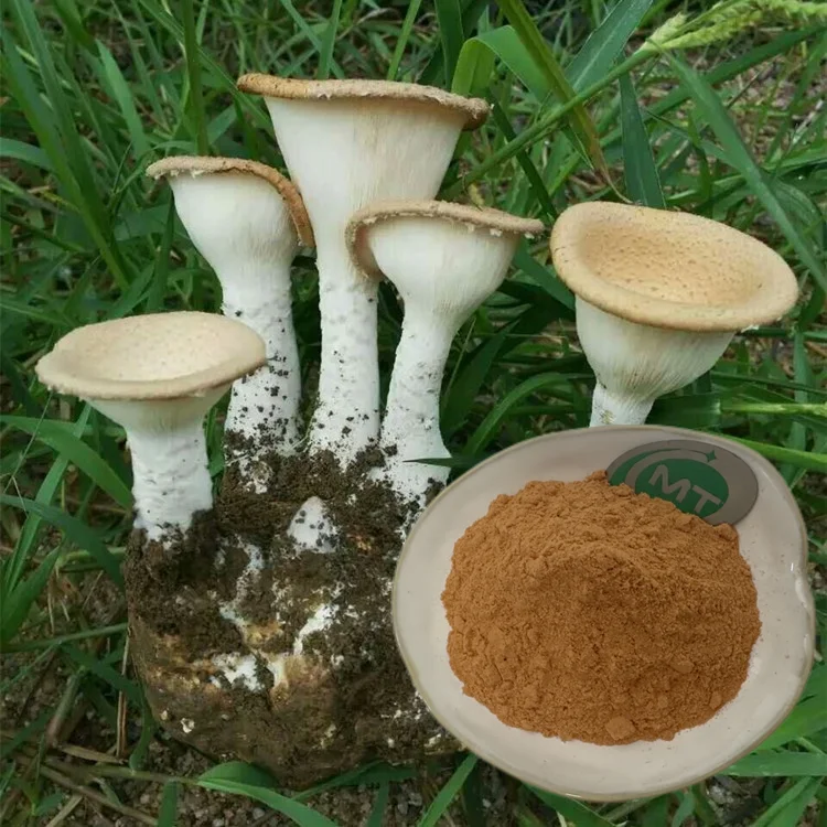 Best Factory Mushroom Powder - Pleurotus Tuber-regium