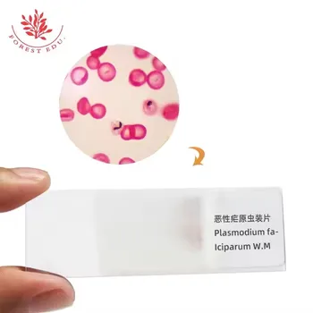Biological Parasite Slides Plasmodium Vivax Falciparum Slides Teaching ...