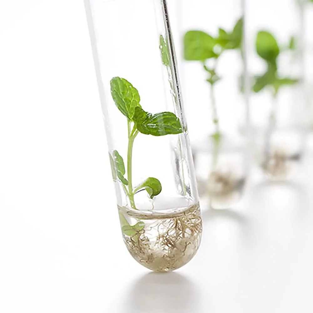 Lab Test Tube Clear Glass 13mm - Screw Cap & OEM Available