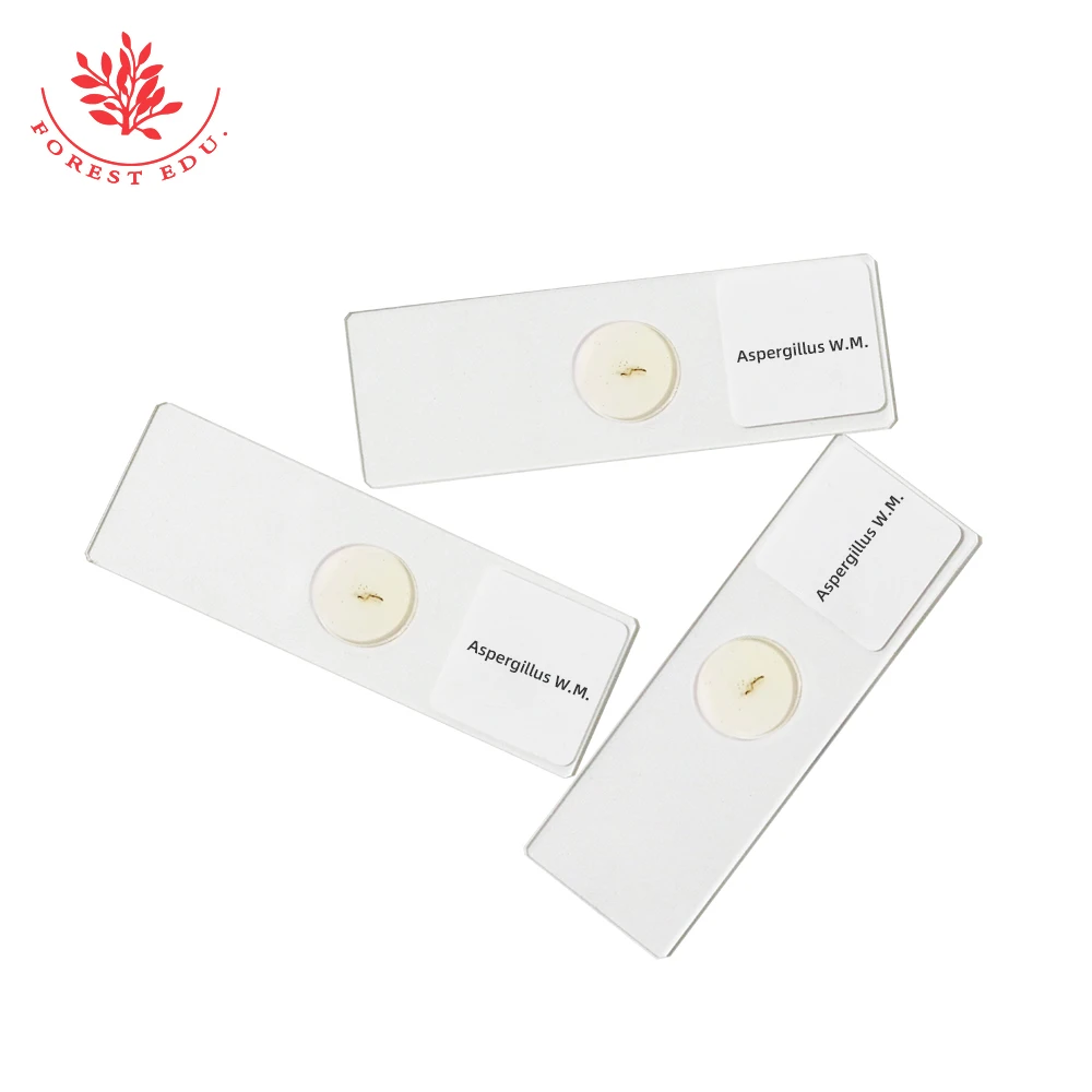 Forest Microscopic Microbiological Specimen Sectioning Aspergillus ...