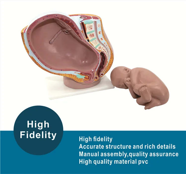 Human Pregnant Uterus Medical Model