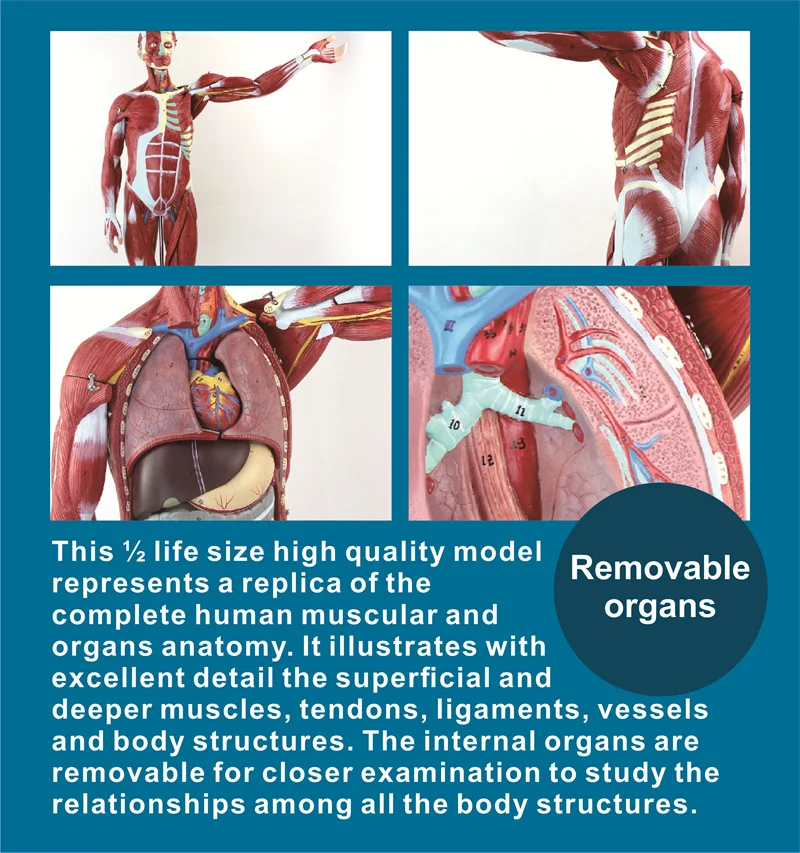 Anatomical 85cm High Human Muscular Figure Model 30 Parts