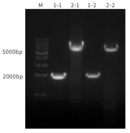 2*pfu Pcr Mix Premix Dna Nucleic Acid Amplification High Fidelity High ...