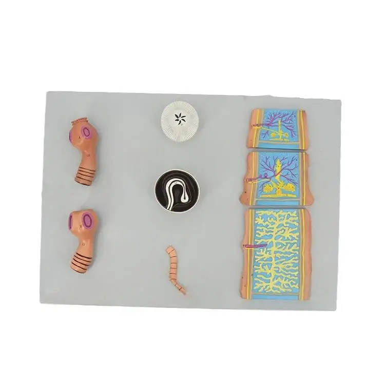 Tapeworm Anatomy Model - Educational Aid for Taenia Solium & Taenia ...