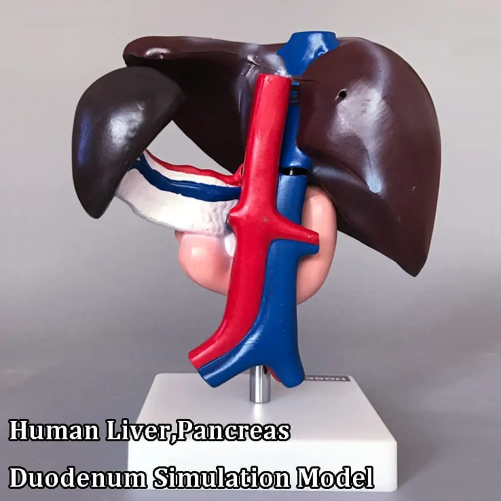 KyrenMed Liver Pancreas Duodenum Model| Alibaba.com