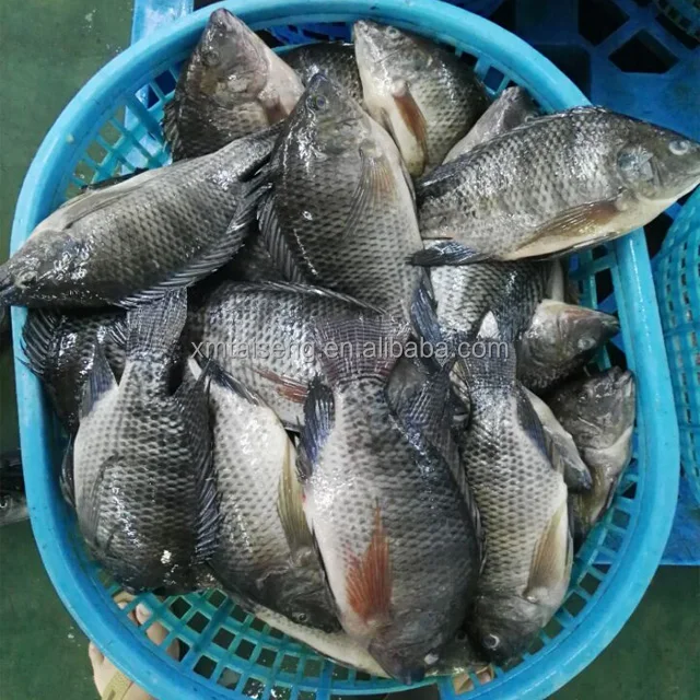 Frozen Alive Tilapia Whole Round Fish With Iqf Bulk Products Supplied ...