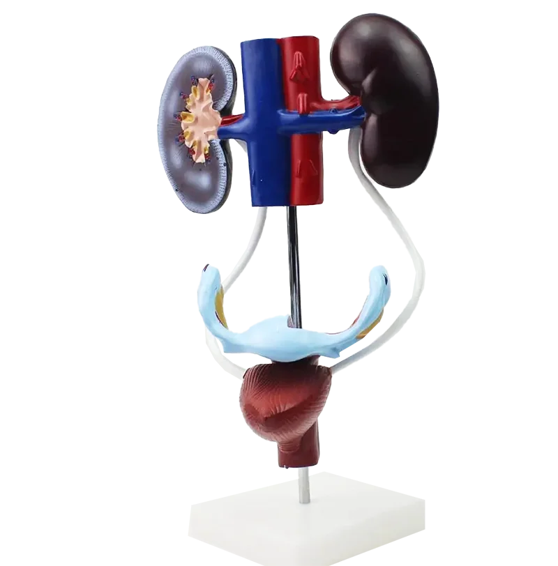 Kidney Model Female Genitourinary System Genital Organ Anatomical Model ...