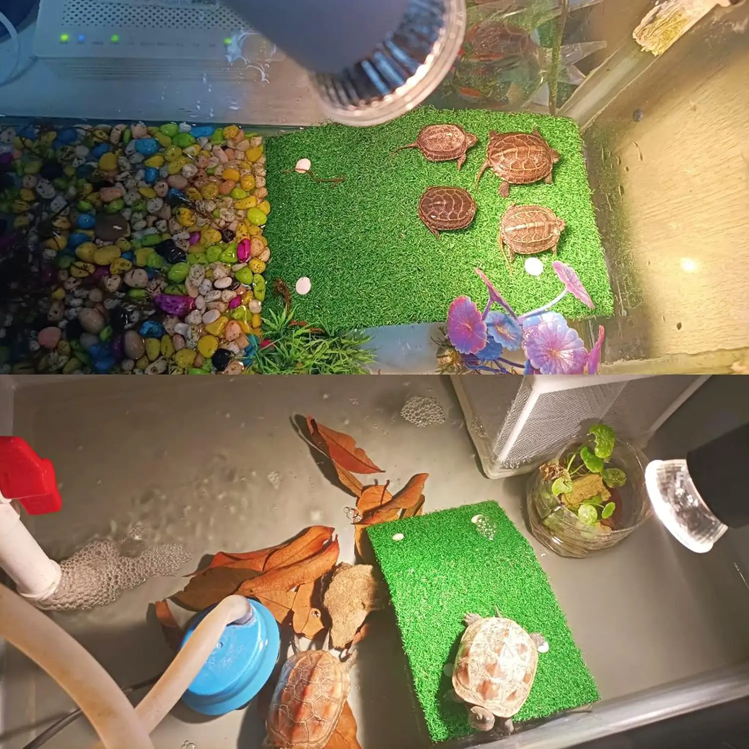 Turtle Resting Basking Platform Simulation Grass Turtle Ramp, Lawn ...