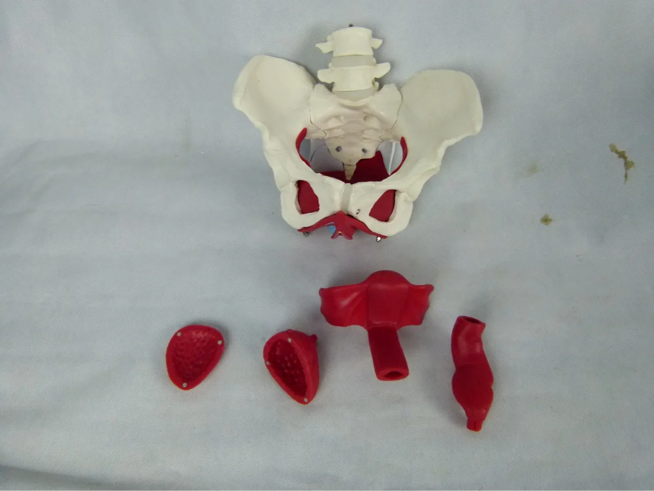 Female Pelvic Structure Pelvic Floor Muscle Model Female Childbirth ...