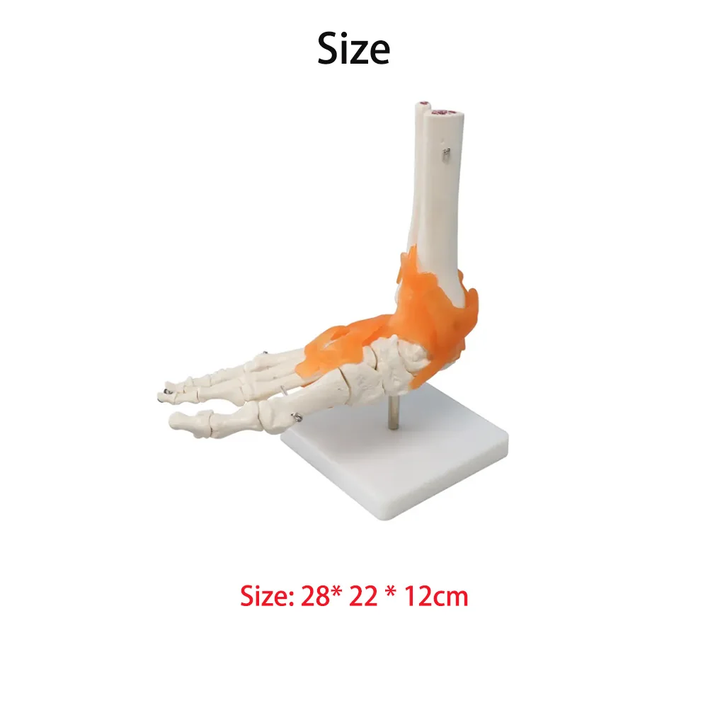 Human Foot Joint Model with Ligaments for Anatomy Teaching| Alibaba.com