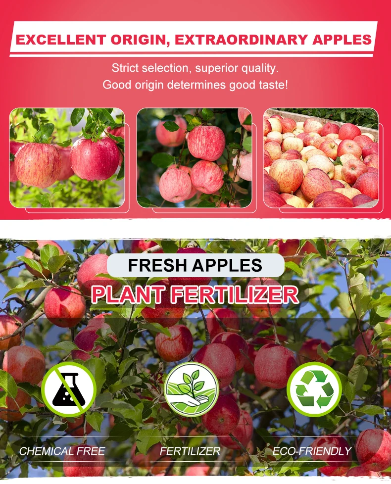 Apples Wholesale Fruit Prices Red Delicious Apple Fresh Royal Gala ...